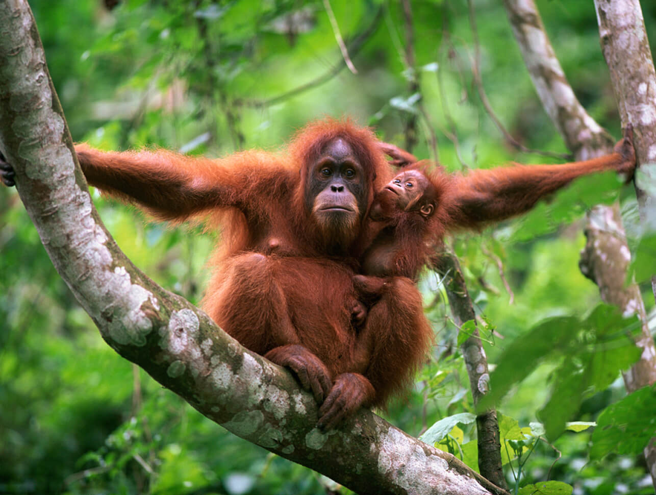 Pour la protection de la biodiversité et des écosystèmes